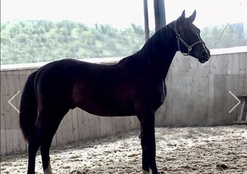 AMB Dressage Stable | Angelica Byström | Hästar