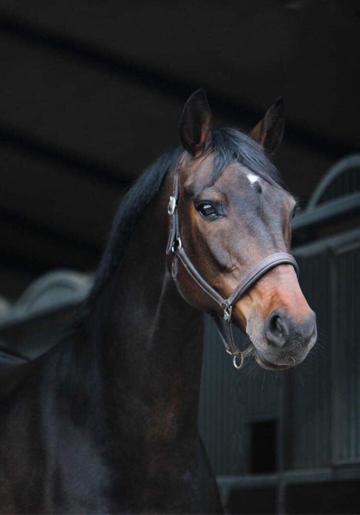 AMB Dressage Stable | Angelica Byström | Horses